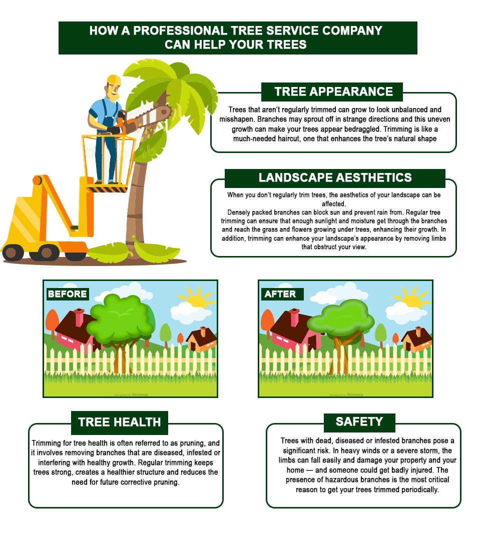 Hayward Tree Service | Tree Service Near Me